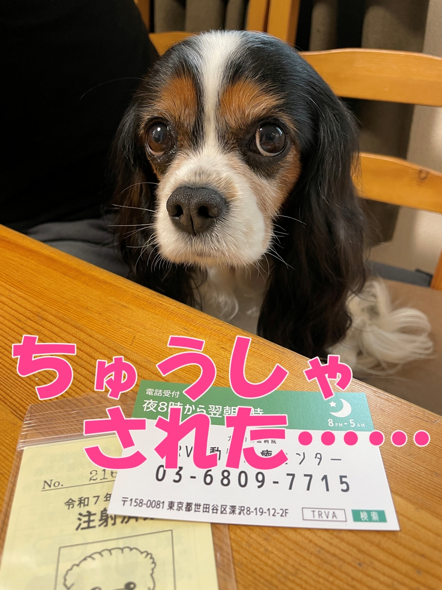 11歳の健康診断は……満点奪還: たたかう こいぬ